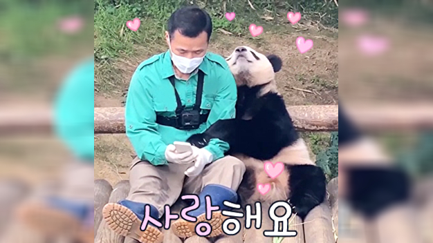 "이건 사야 해" 아기 판다 푸바오 이모티콘 나오자마자 '대박'